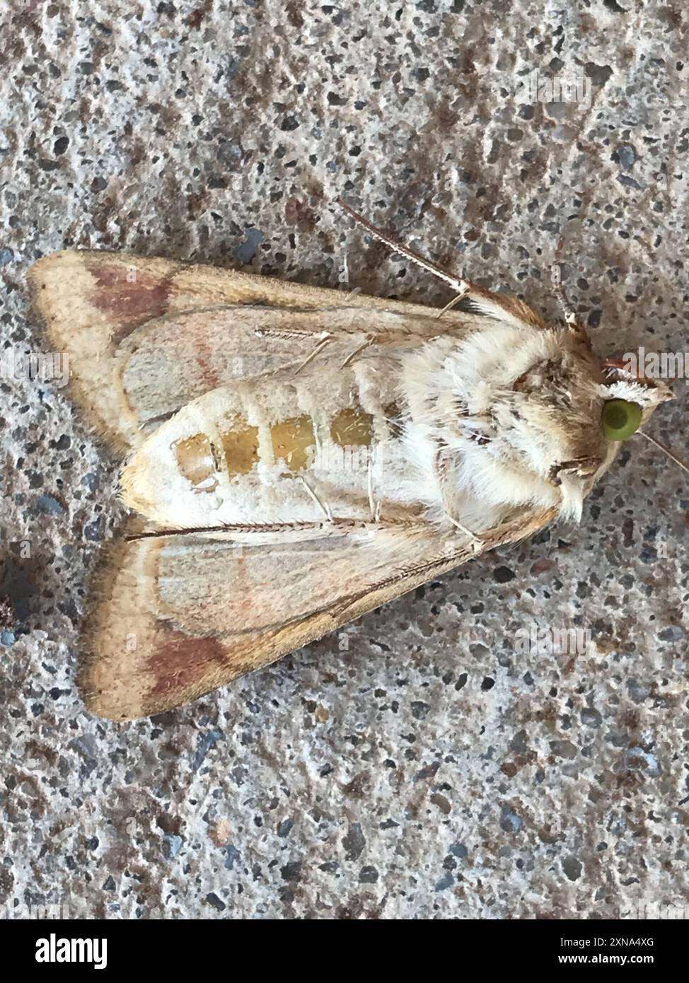 Corn Earworm Moth (Helicoverpa zea) Insecta Stock Photo - Alamy