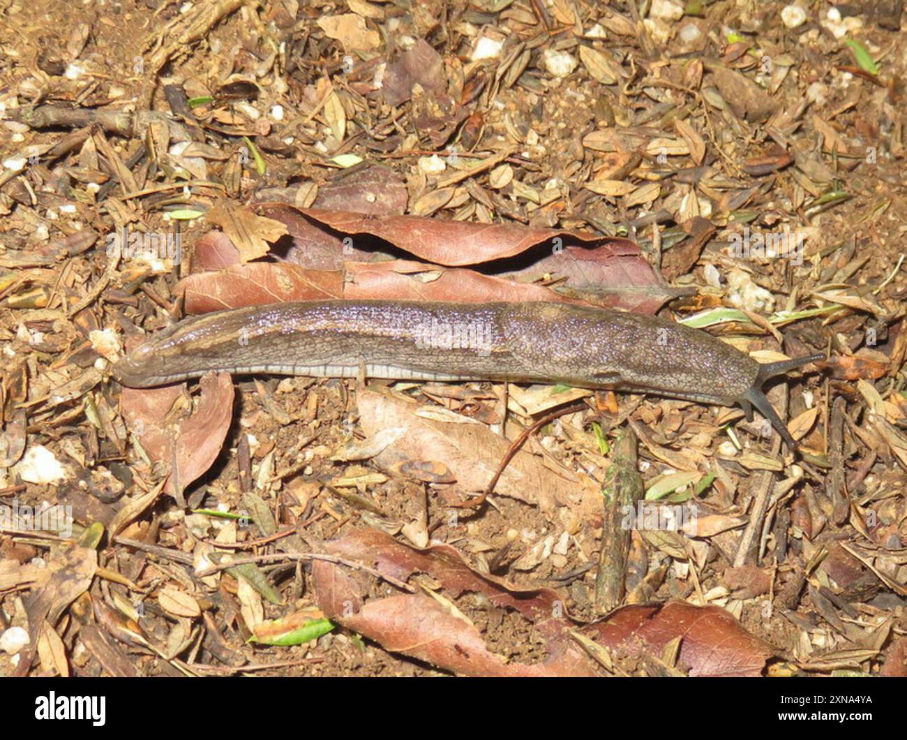 Kirk's Tailed Slug (Urocyclus kirkii) Mollusca Stock Photo - Alamy