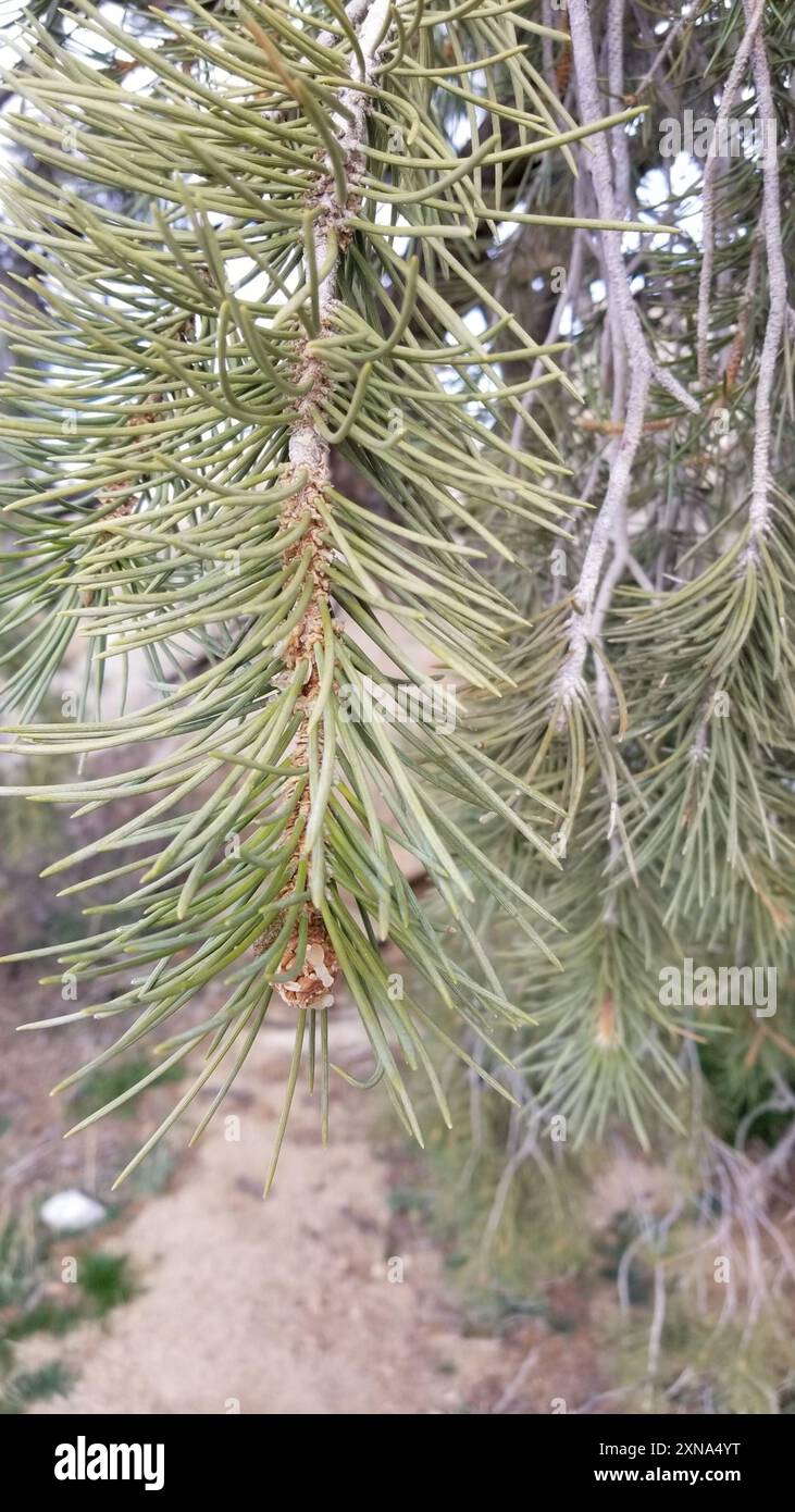 singleleaf pinyon (Pinus monophylla) Plantae Stock Photo - Alamy