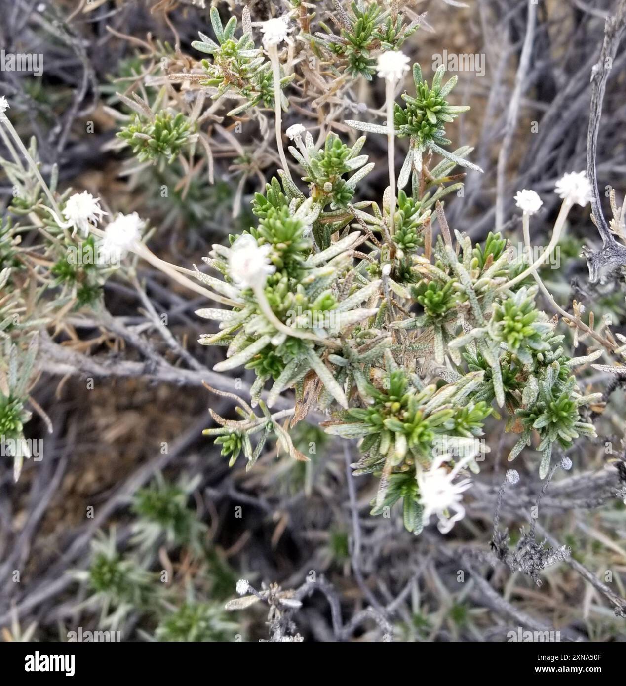 narrowleaf goldenbush (Ericameria linearifolia) Plantae Stock Photo - Alamy