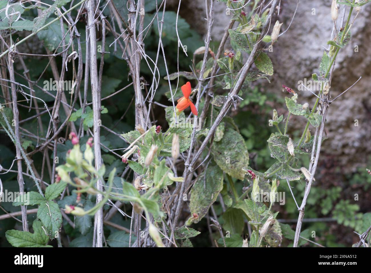 scarlet monkeyflower (Erythranthe cardinalis) Plantae Stock Photo - Alamy
