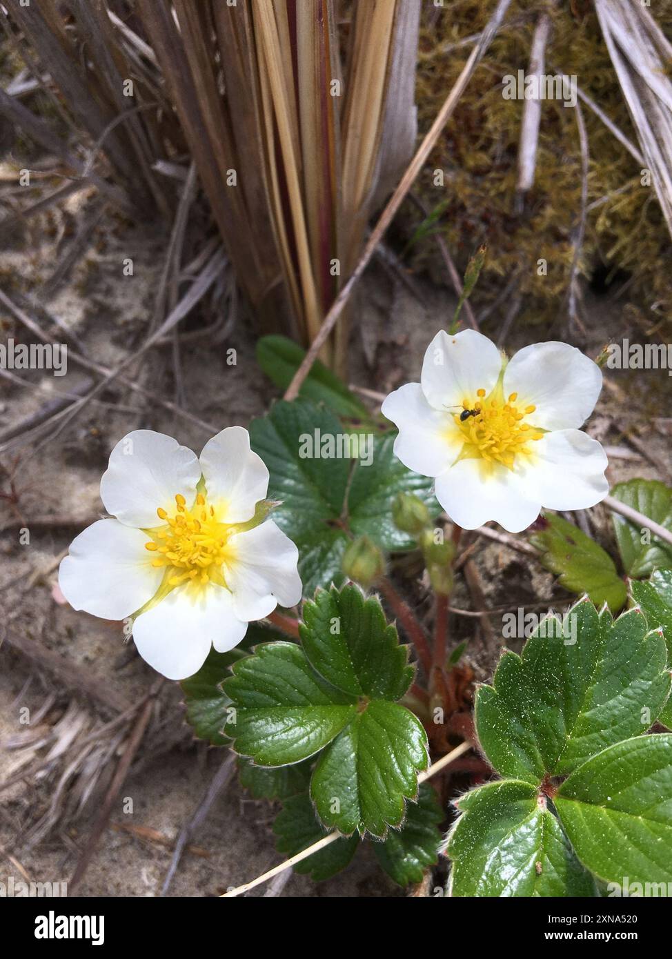beach strawberry (Fragaria chiloensis) Plantae Stock Photo - Alamy