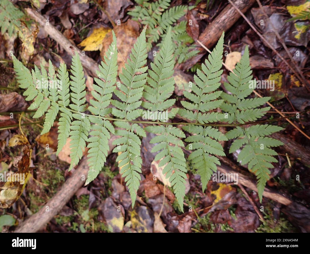 spinulose wood fern (Dryopteris carthusiana) Plantae Stock Photo - Alamy