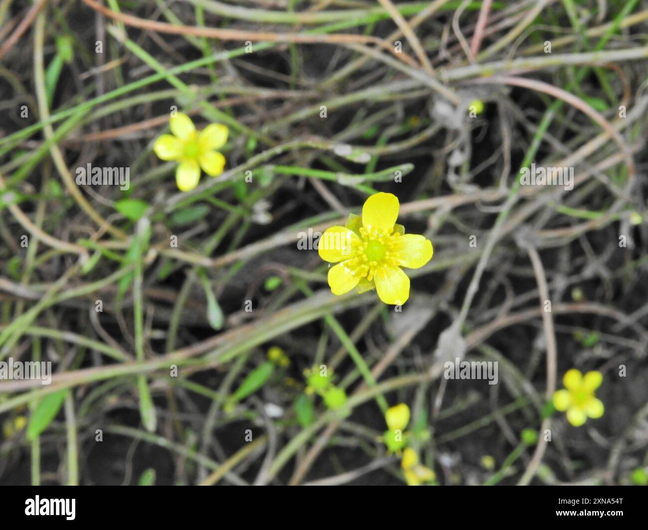 Lesser Spearwort (Ranunculus flammula) Plantae Stock Photo - Alamy