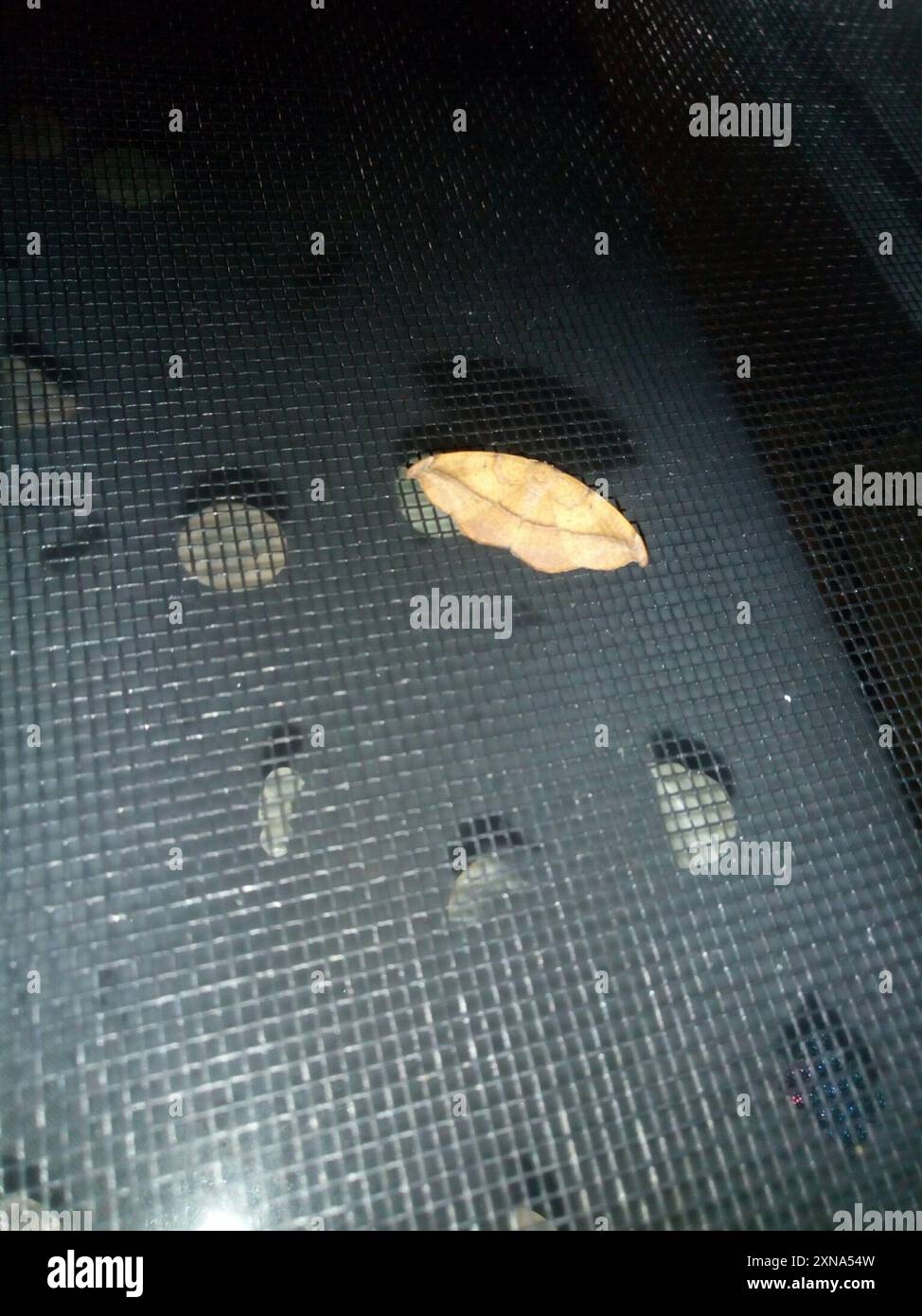 Juniper Geometer Moth (Patalene olyzonaria) Insecta Stock Photo - Alamy