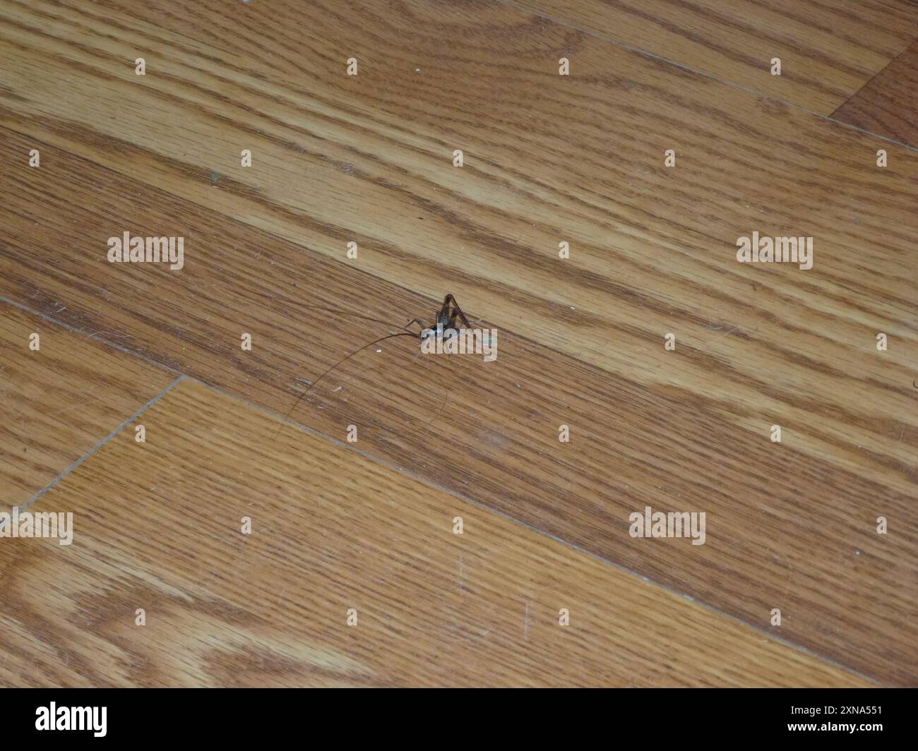 Camel Crickets, Cave Crickets, and Cave Wēta (Rhaphidophoridae) Insecta ...