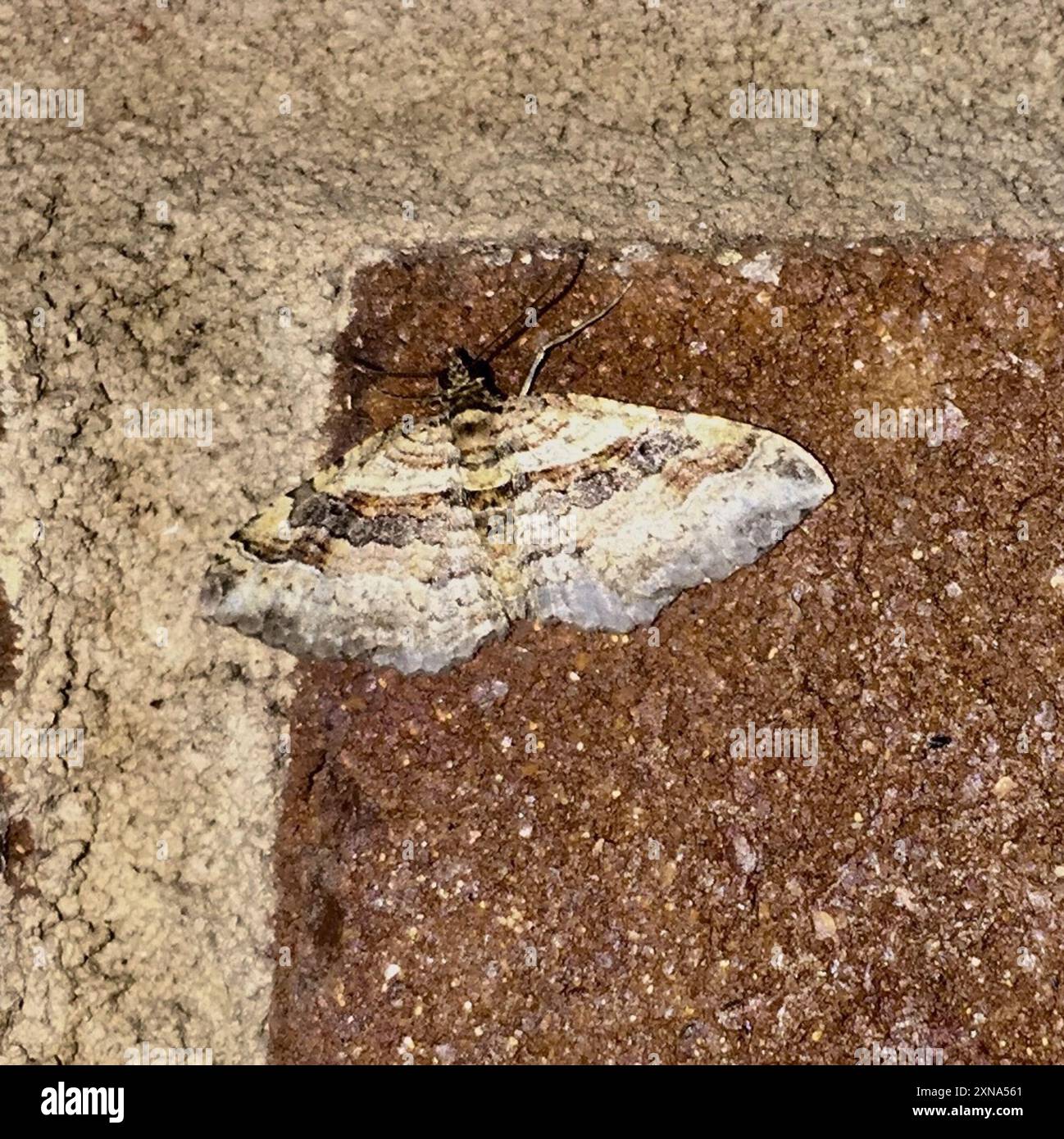 Bent-lined Carpet (Costaconvexa centrostrigaria) Insecta Stock Photo ...