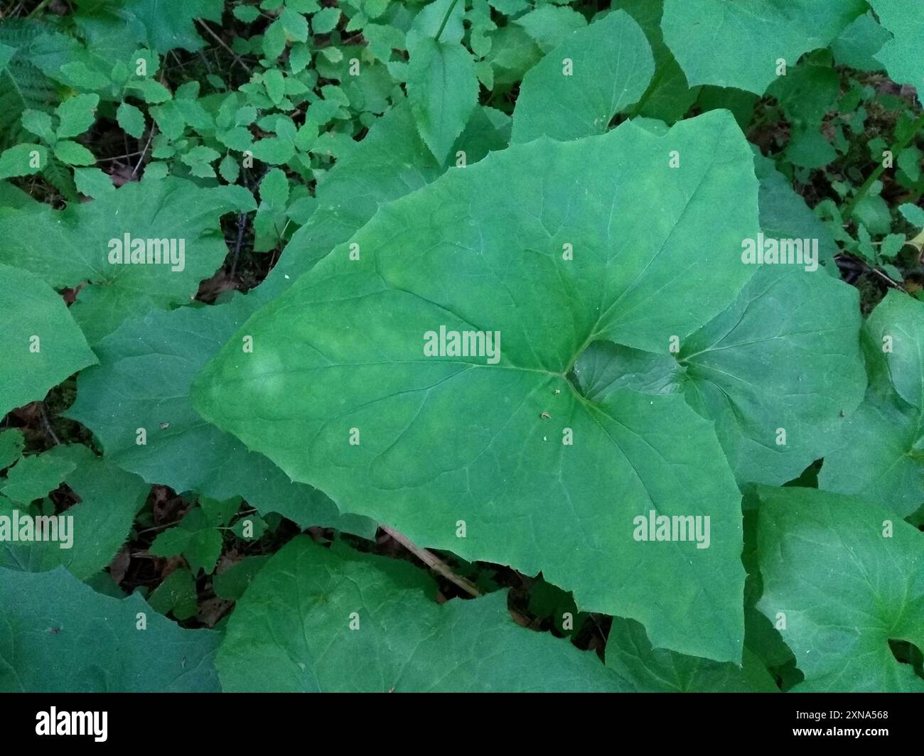 tall rattlesnake root (Nabalus altissimus) Plantae Stock Photo - Alamy