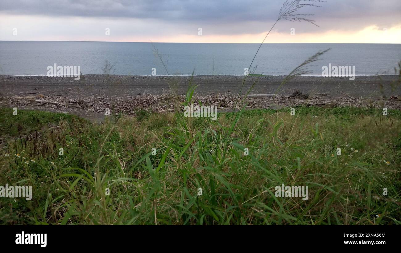 guinea grass (Megathyrsus maximus) Plantae Stock Photo - Alamy