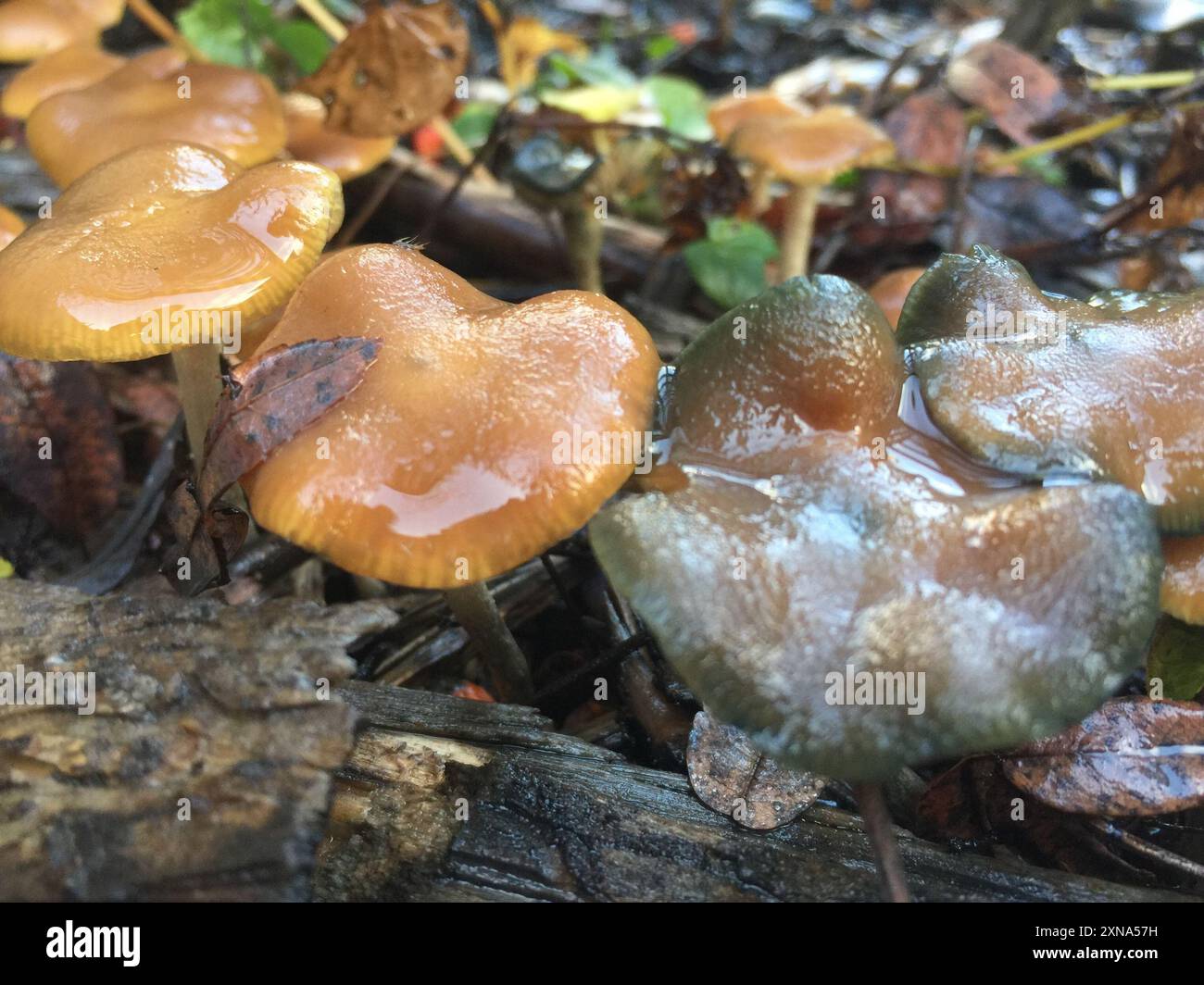 Wavy Cap (Psilocybe cyanescens) Fungi Stock Photo - Alamy