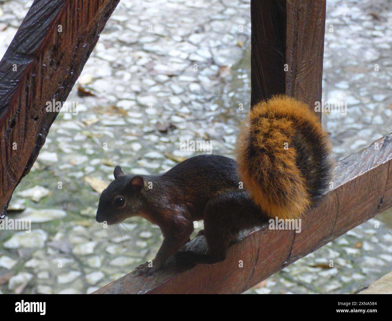 Red-tailed Squirrel (Sciurus granatensis) Mammalia Stock Photo - Alamy