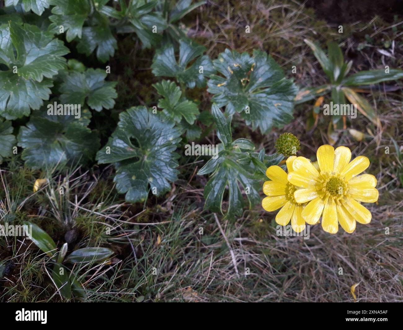 Korikori (Ranunculus insignis) Plantae Stock Photo - Alamy