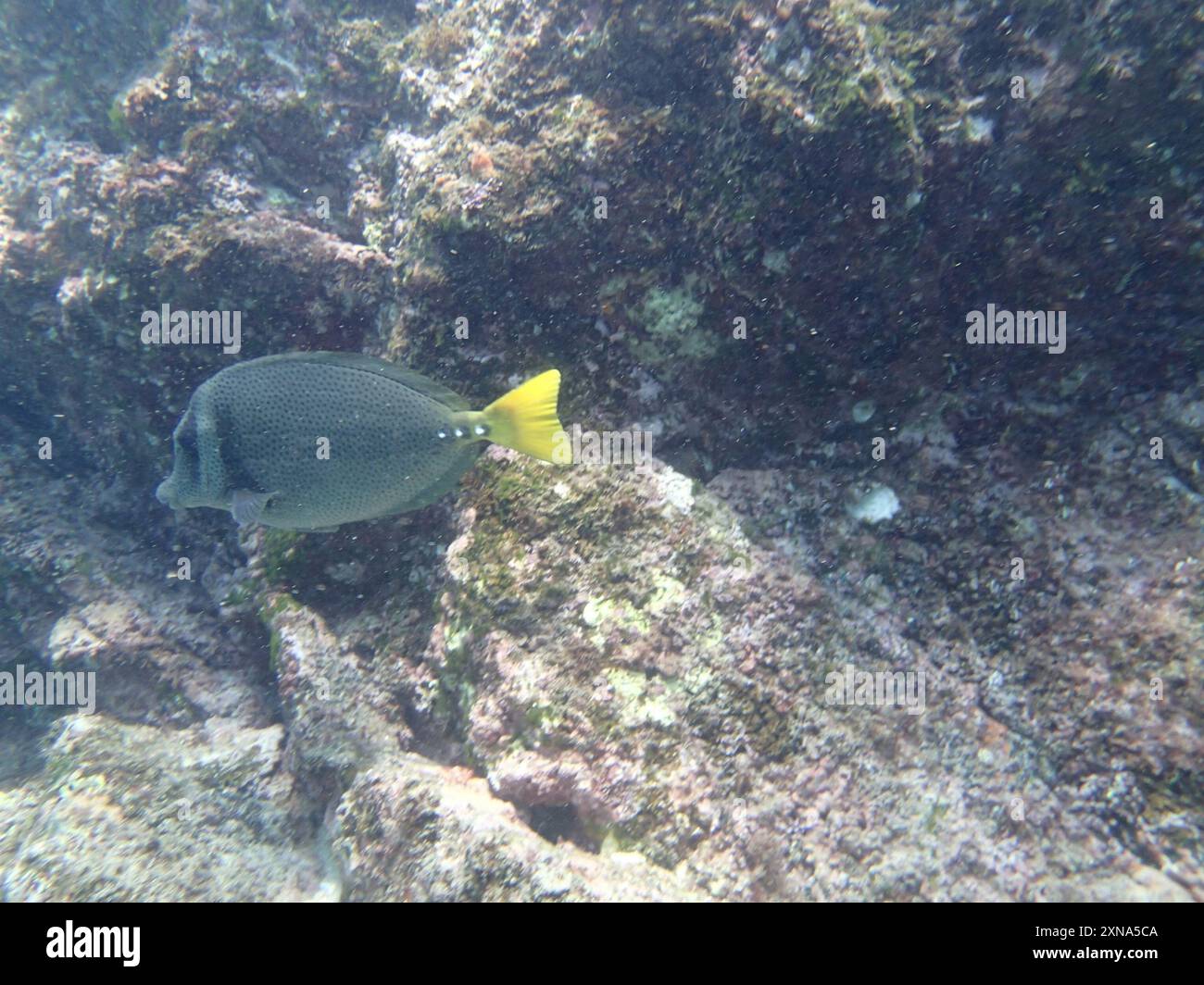 Razor Surgeonfish (Prionurus laticlavius) Actinopterygii Stock Photo ...