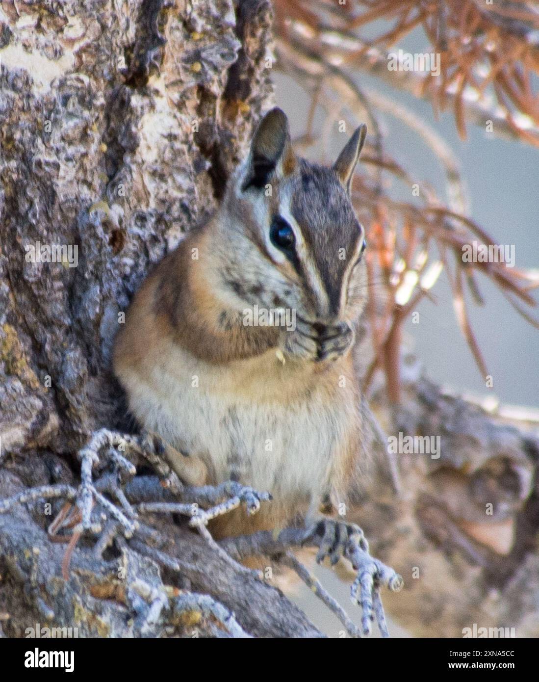 Western Chipmunks (Neotamias) Mammalia Stock Photo - Alamy