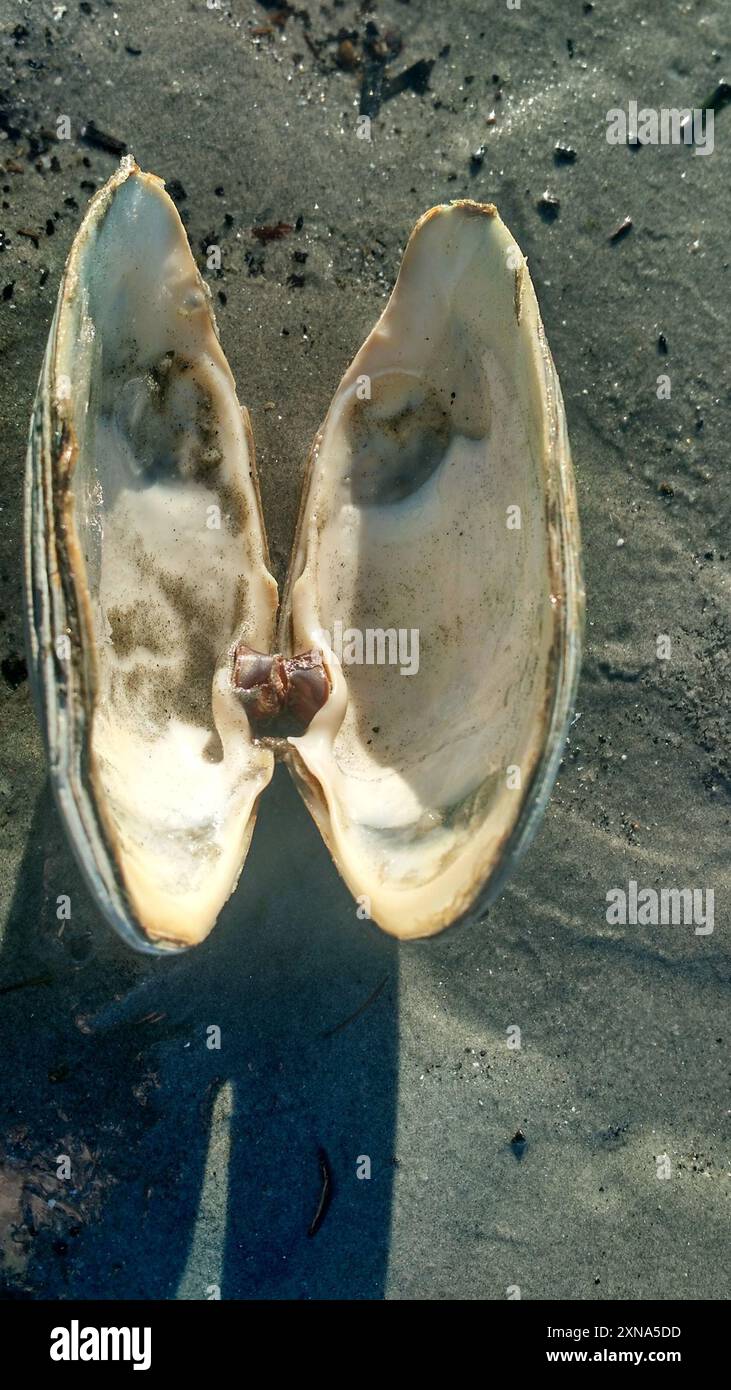 West Atlantic Surfclam (Spisula solidissima) Mollusca Stock Photo - Alamy