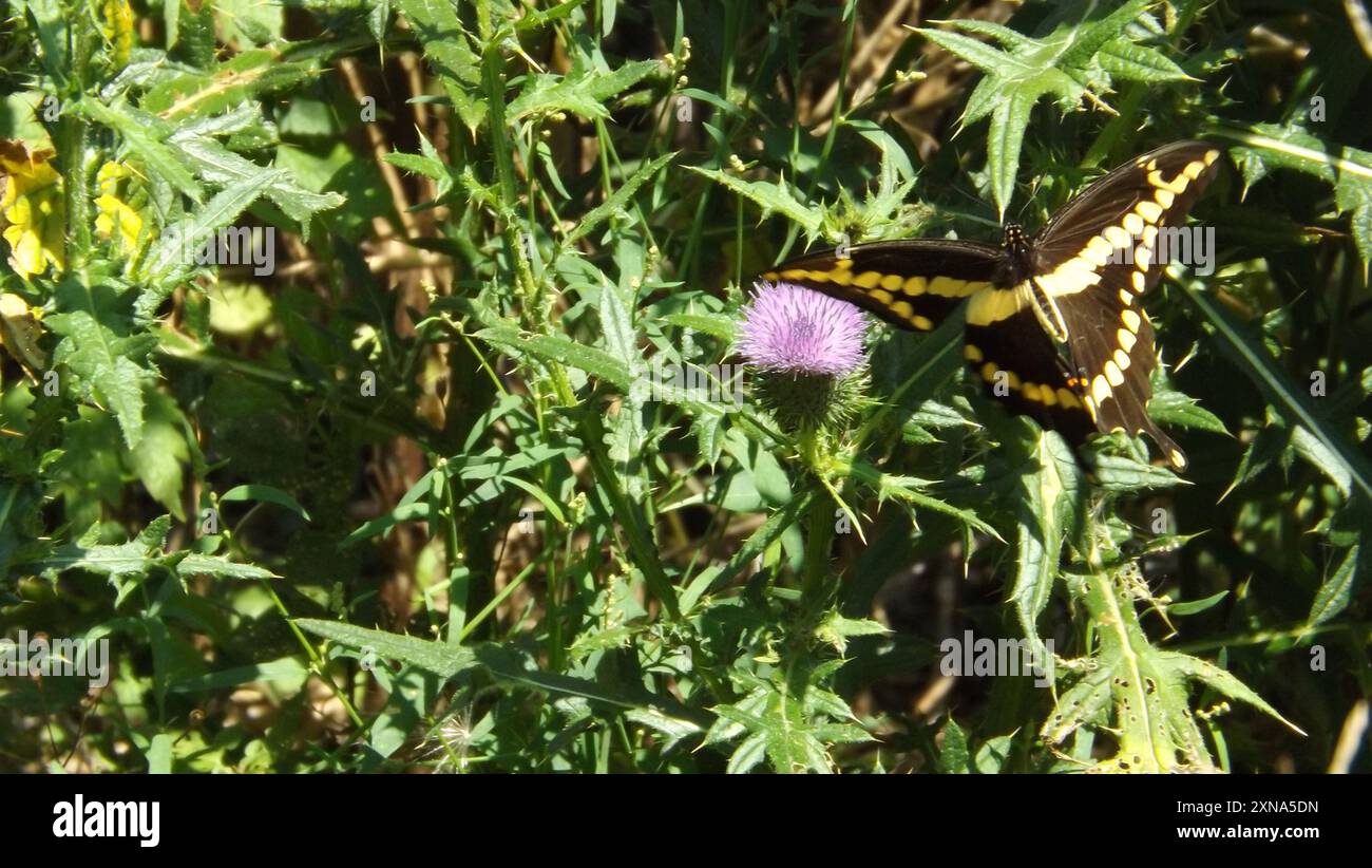 Eastern Giant Swallowtail (Heraclides cresphontes) Insecta Stock Photo ...