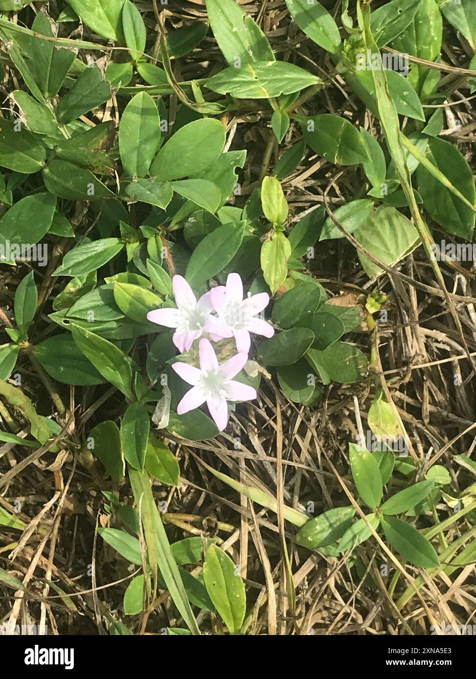 largeflower Mexican clover (Richardia grandiflora) Plantae Stock Photo ...
