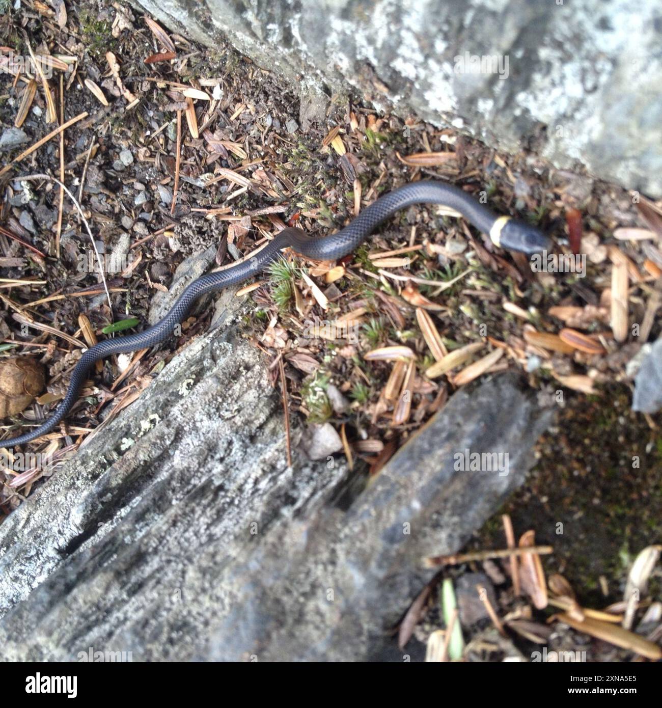 Northern Ringneck Snake (Diadophis punctatus edwardsii) Reptilia Stock ...