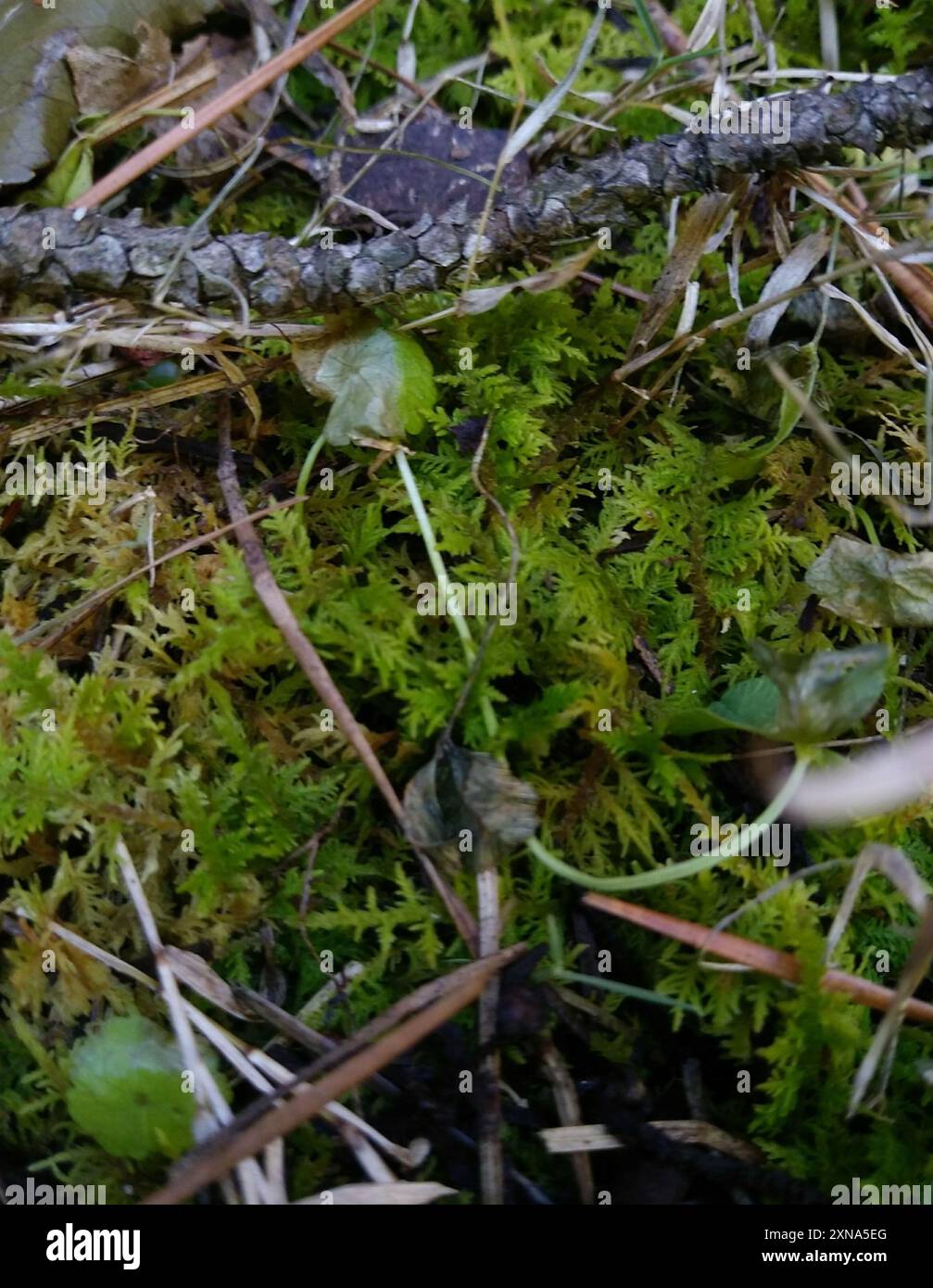 delicate fern moss (Thuidium delicatulum) Plantae Stock Photo - Alamy