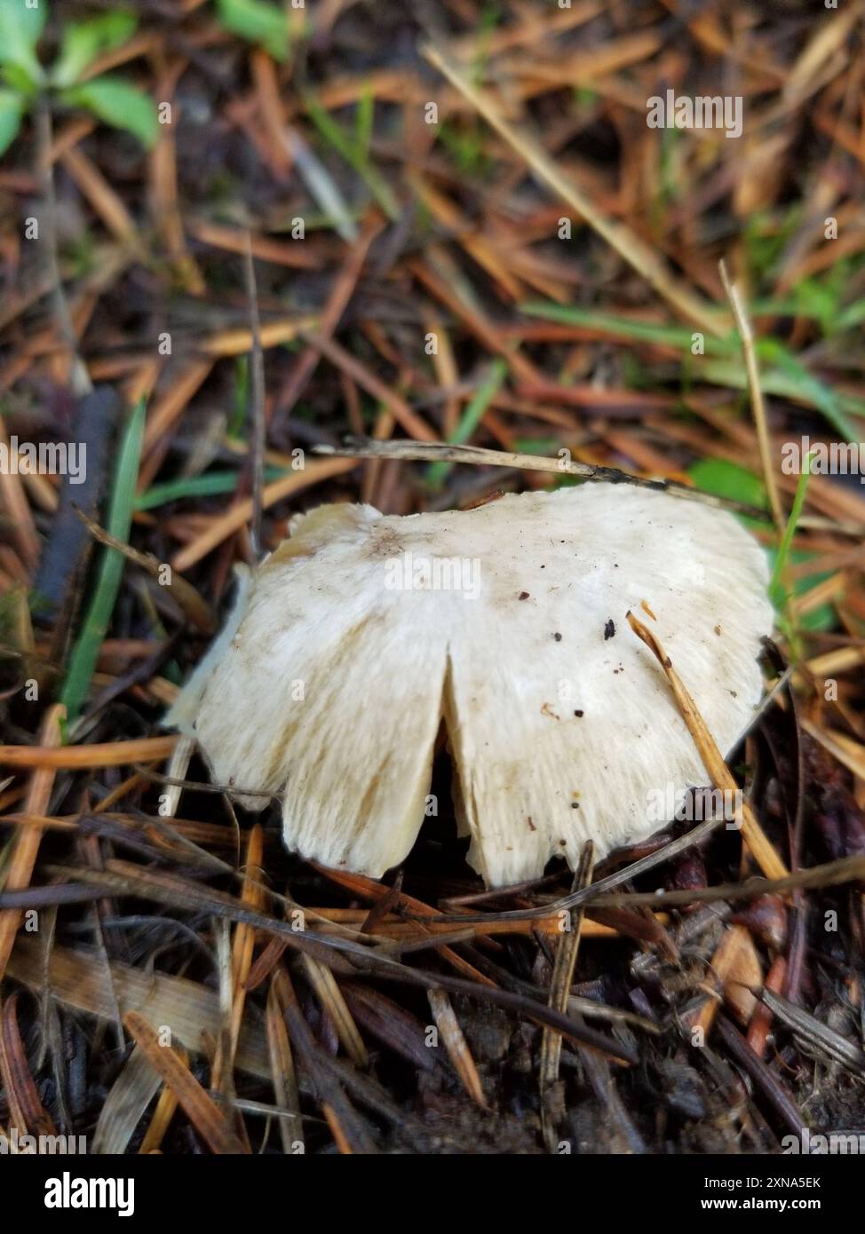 Fibercaps and Allies (Inocybaceae) Fungi Stock Photo - Alamy