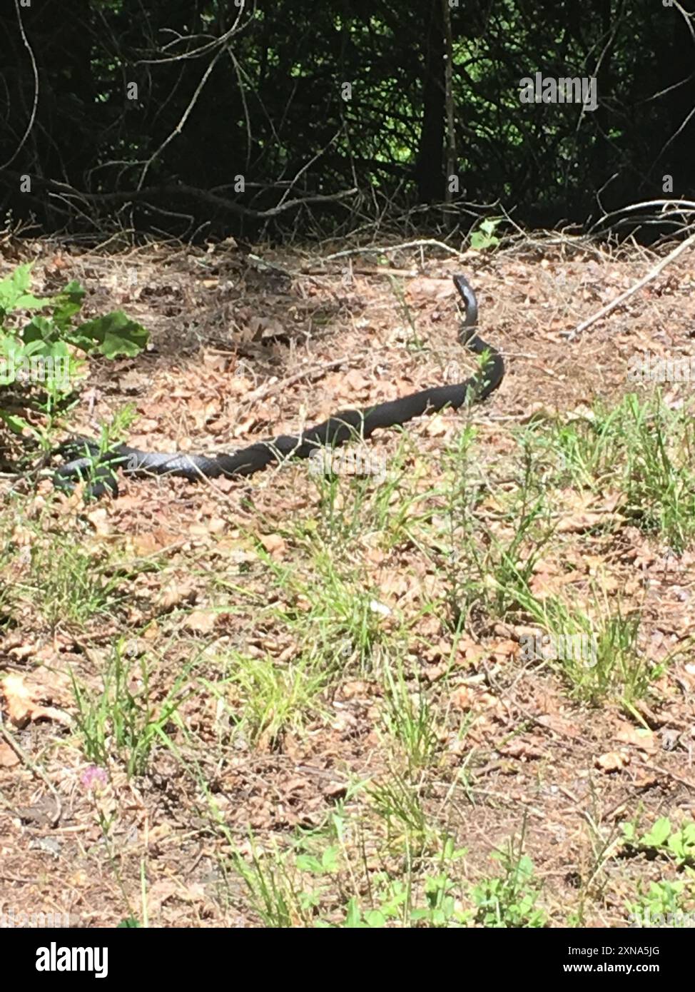 Northern Black Racer (Coluber constrictor constrictor) Reptilia Stock ...