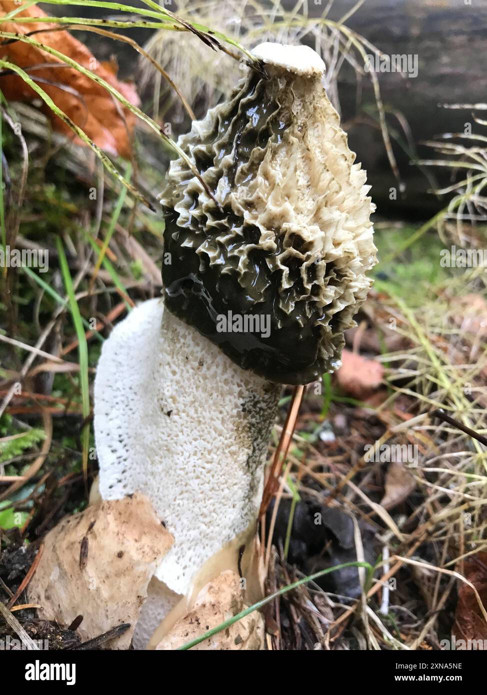 Skirted Stinkhorn (Phallus duplicatus) Fungi Stock Photo - Alamy