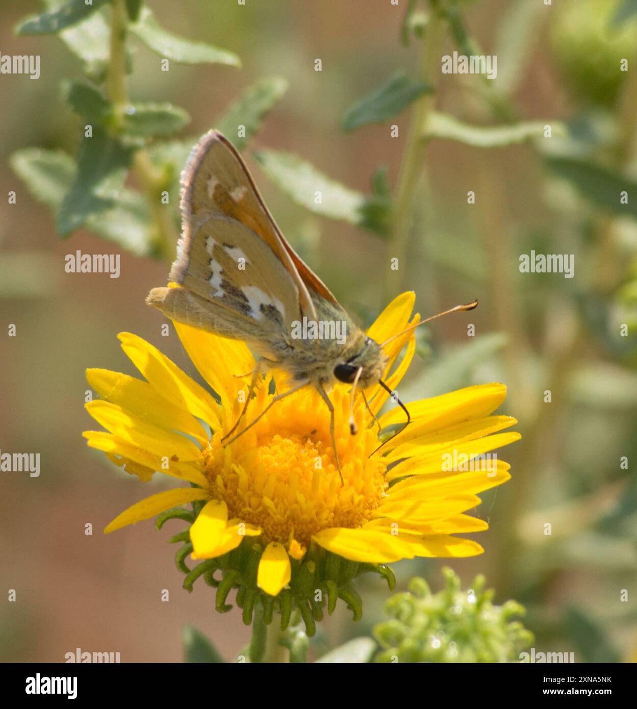 Western Branded Skipper (Hesperia colorado) Insecta Stock Photo - Alamy