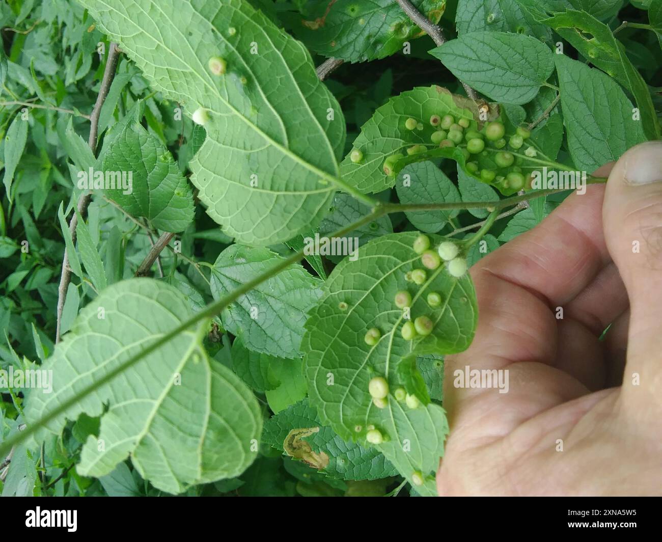 Hackberry Star Gall Psyllid (Pachypsylla celtidisasterisca) Insecta ...