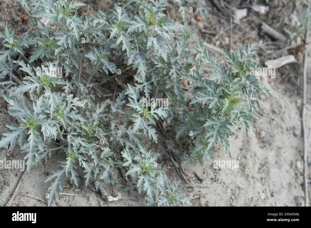 Flatspine Bursage (Ambrosia acanthicarpa) Plantae Stock Photo - Alamy