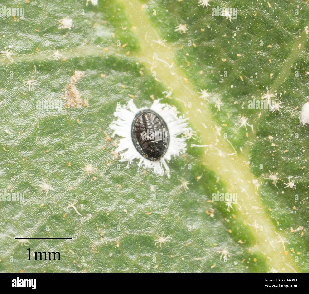 Whiteflies (Aleyrodidae) Insecta Stock Photo - Alamy