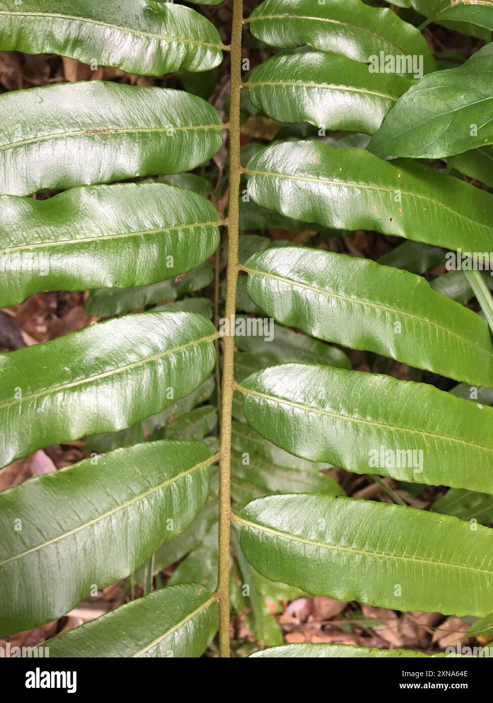 swamp vine fern (Stenochlaena palustris) Plantae Stock Photo - Alamy