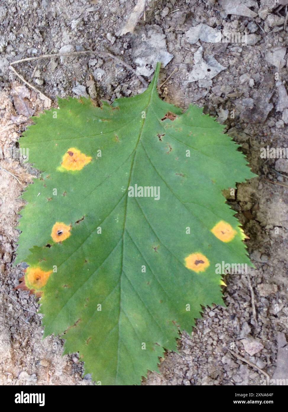 Juniper-hawthorn rust (Gymnosporangium globosum) Fungi Stock Photo - Alamy