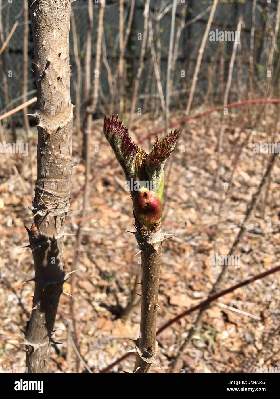 Japanese angelica tree (Aralia elata) Plantae Stock Photo - Alamy