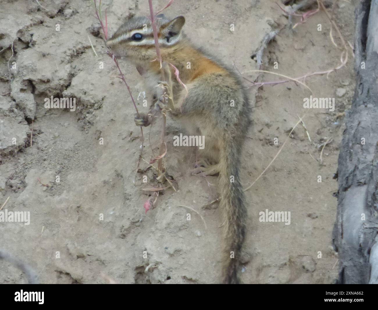 Western Chipmunks (Neotamias) Mammalia Stock Photo - Alamy