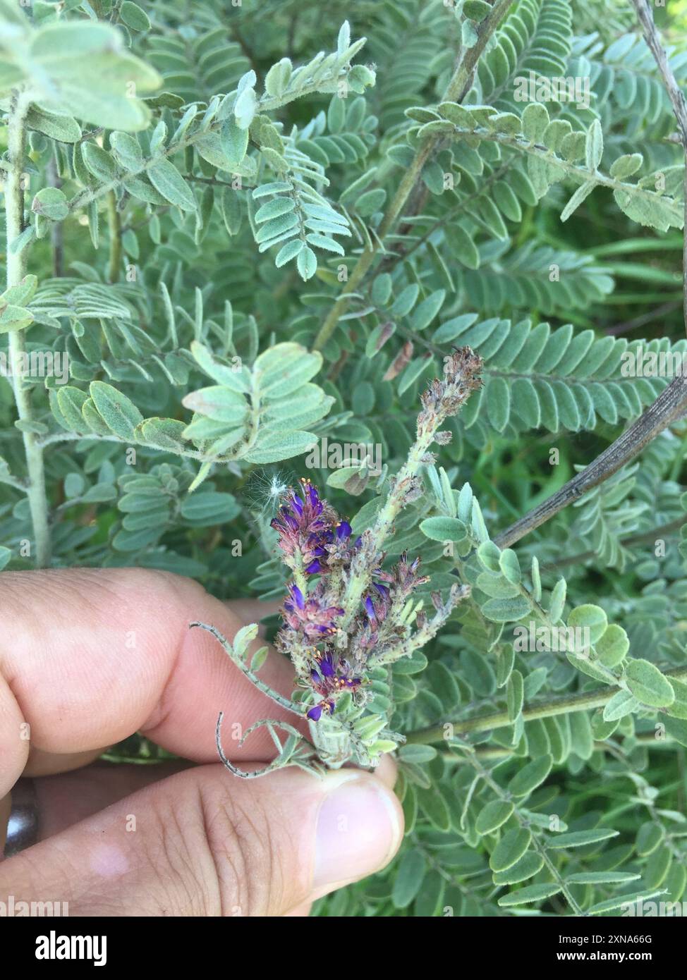 leadplant (Amorpha canescens) Plantae Stock Photo - Alamy