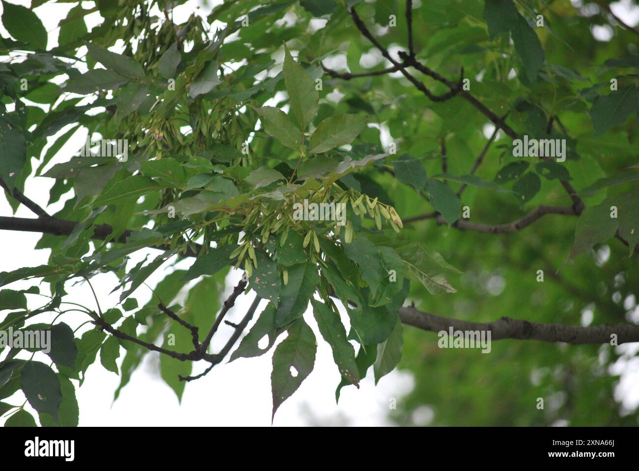 Chinese ash fraxinus chinensis hi-res stock photography and images - Alamy