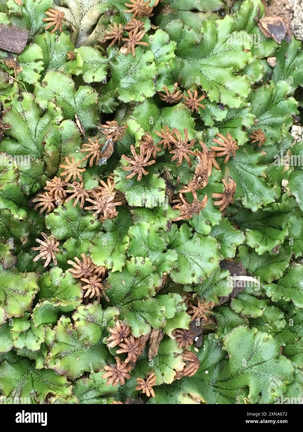 (Marchantia polymorpha ruderalis) Plantae Stock Photo - Alamy