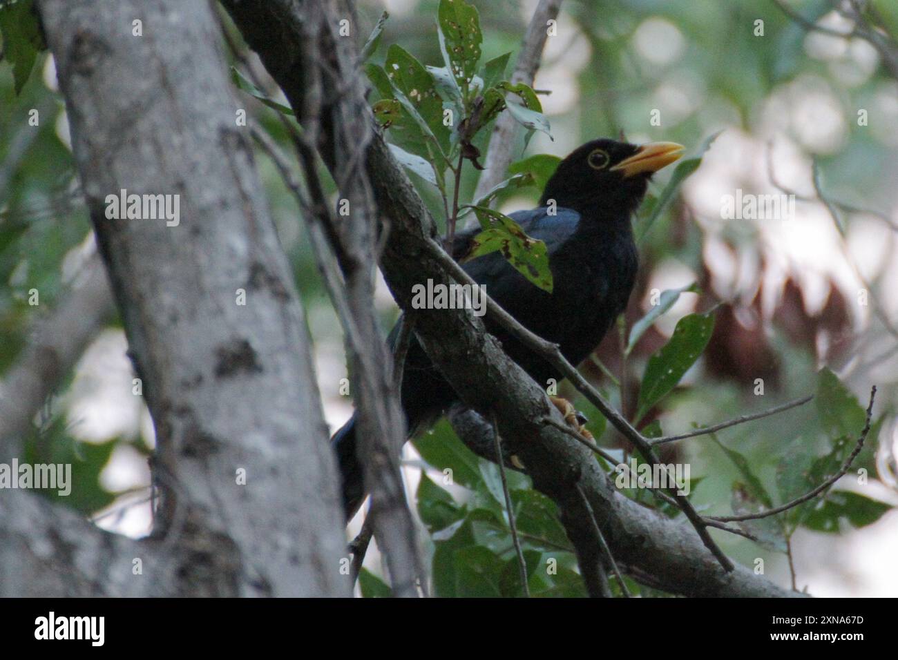 Yucatan Jay (Cyanocorax yucatanicus) Aves Stock Photo - Alamy