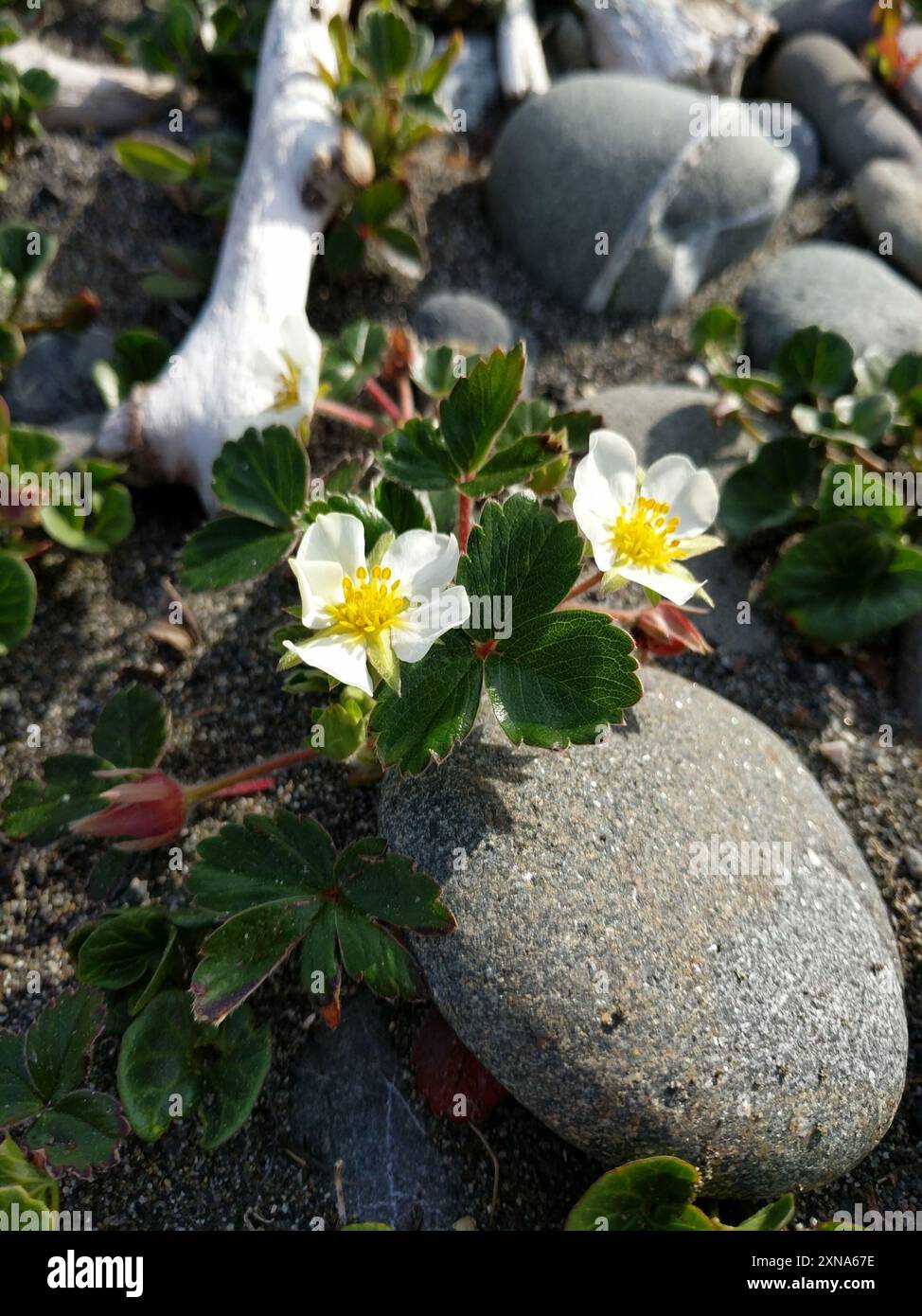 beach strawberry (Fragaria chiloensis) Plantae Stock Photo - Alamy