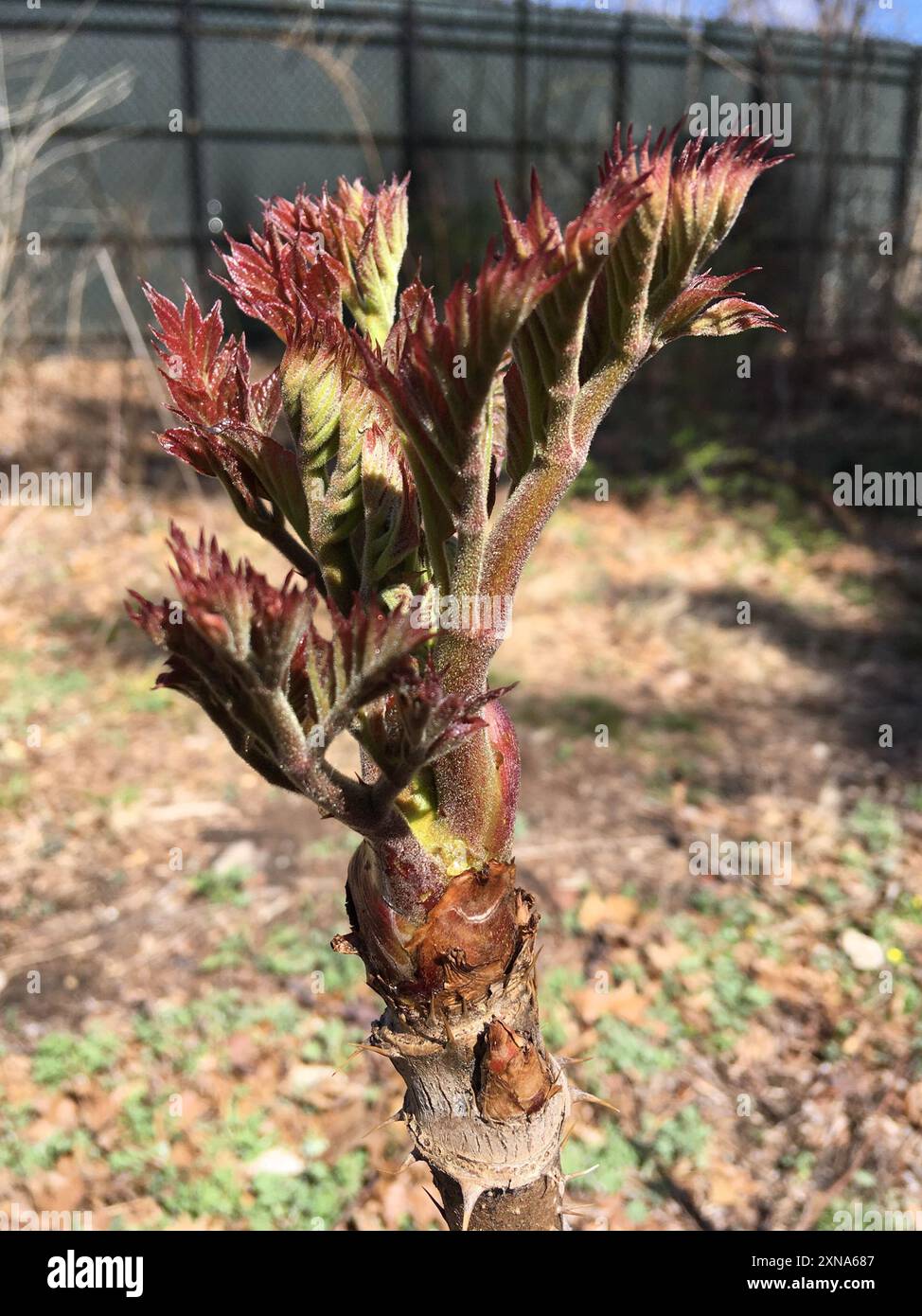 Japanese angelica tree (Aralia elata) Plantae Stock Photo - Alamy