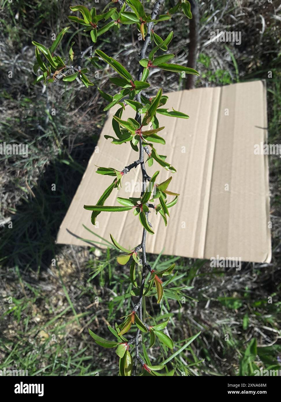 Chickasaw plum (Prunus angustifolia) Plantae Stock Photo - Alamy