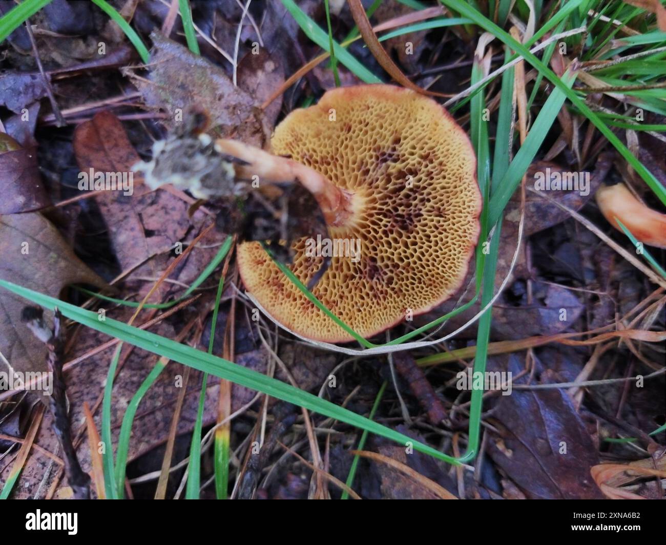 Ruby Bolete (Hortiboletus rubellus) Fungi Stock Photo - Alamy