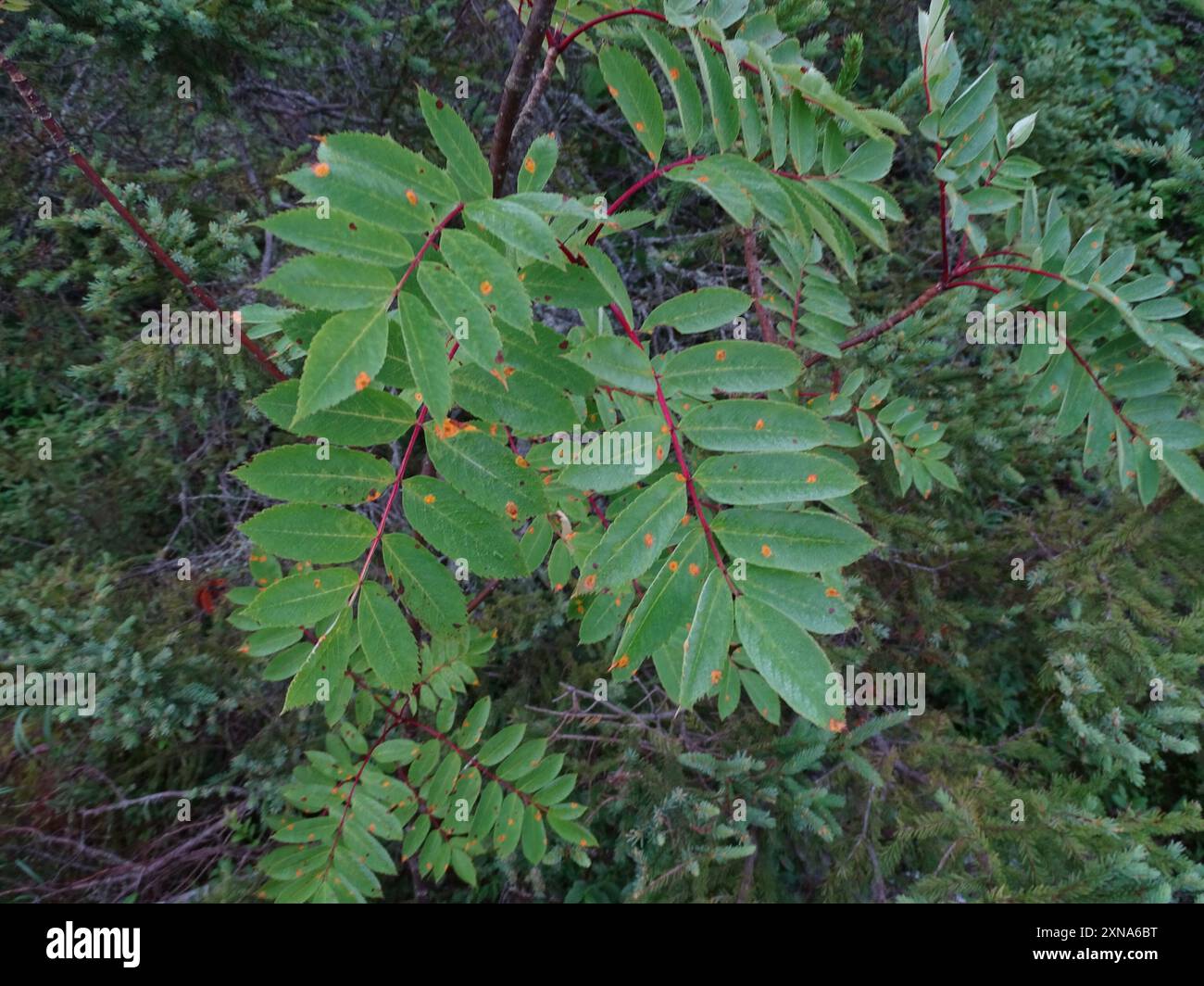 showy mountain-ash (Sorbus decora) Plantae Stock Photo - Alamy