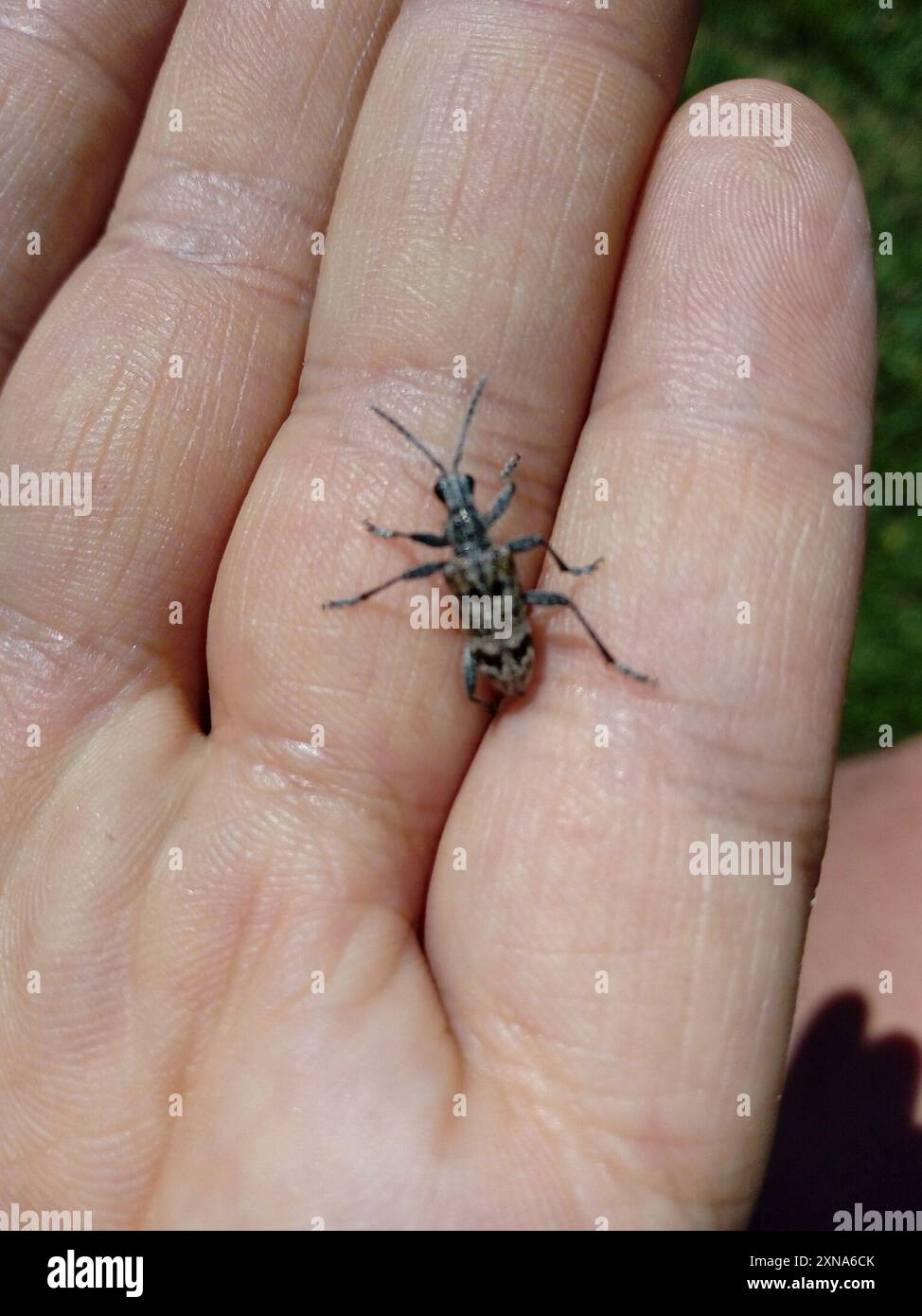 Ribbed Pine Borer (Rhagium inquisitor) Insecta Stock Photo - Alamy
