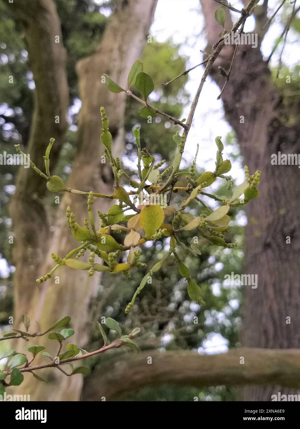 Dwarf mistletoe (Korthalsella lindsayi) Plantae Stock Photo - Alamy