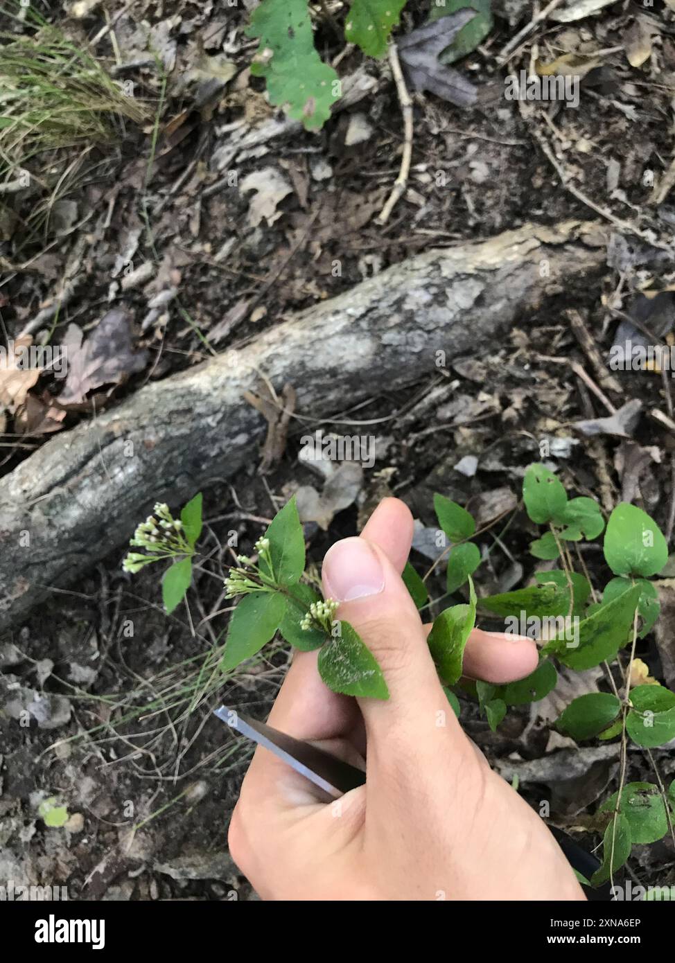 common dittany (Cunila origanoides) Plantae Stock Photo - Alamy