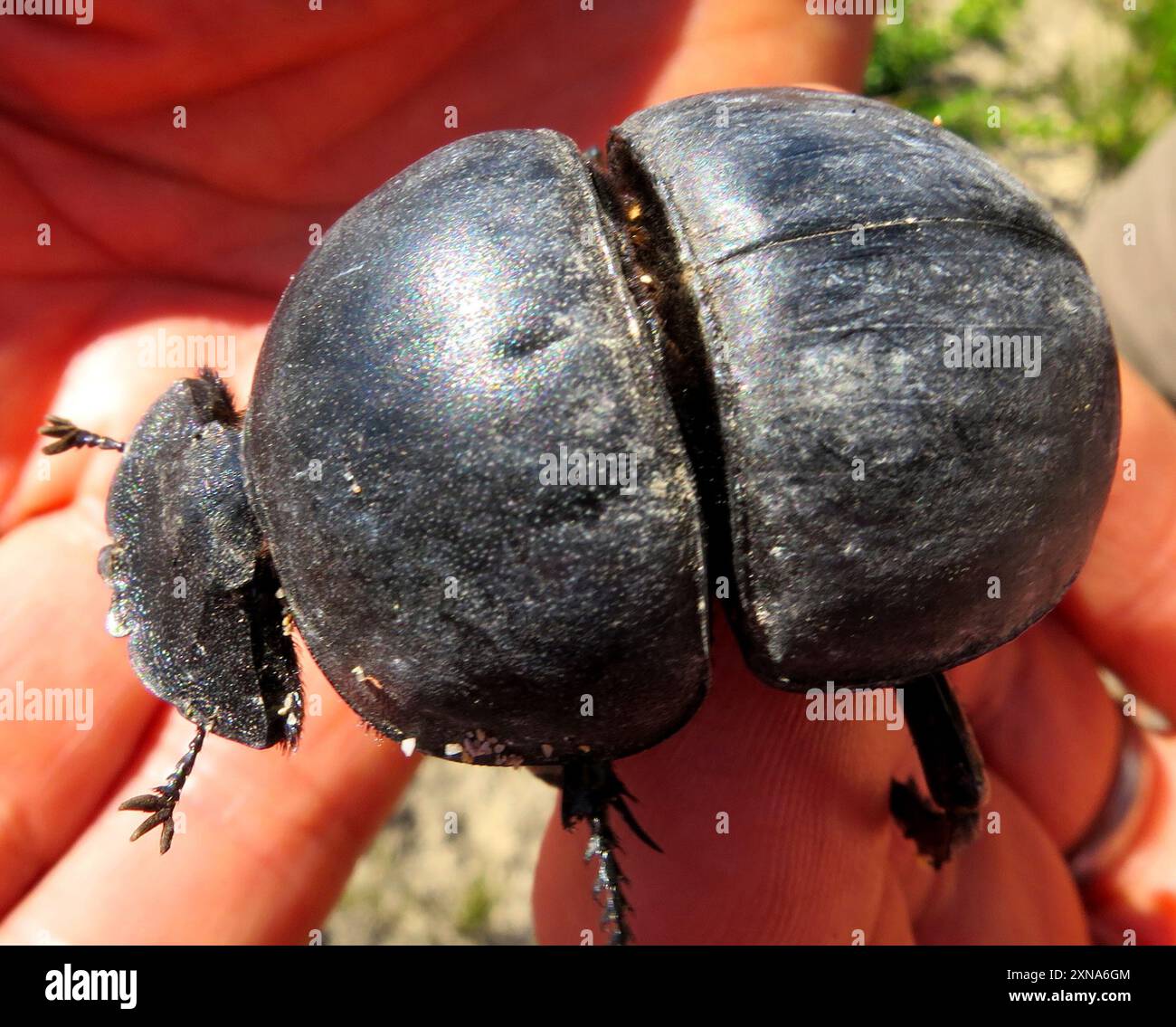 Cape Flightless Dung Beetle (Circellium bacchus) Insecta Stock Photo ...