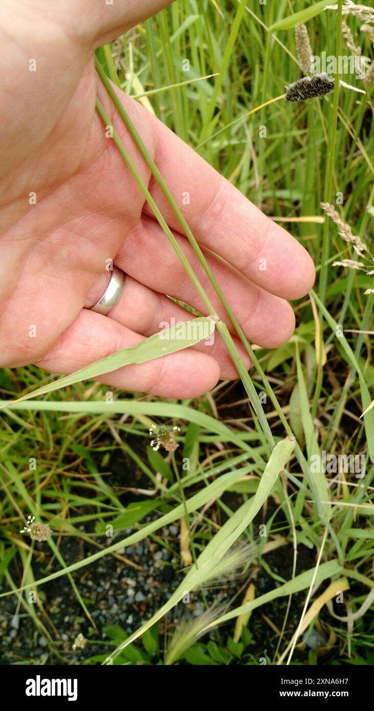 Creeping Foxtail (Alopecurus arundinaceus) Plantae Stock Photo - Alamy