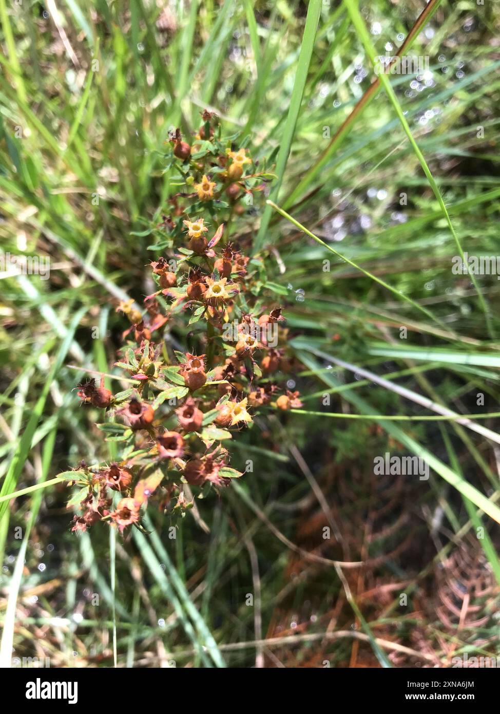 Rhexia lutea hi-res stock photography and images - Alamy