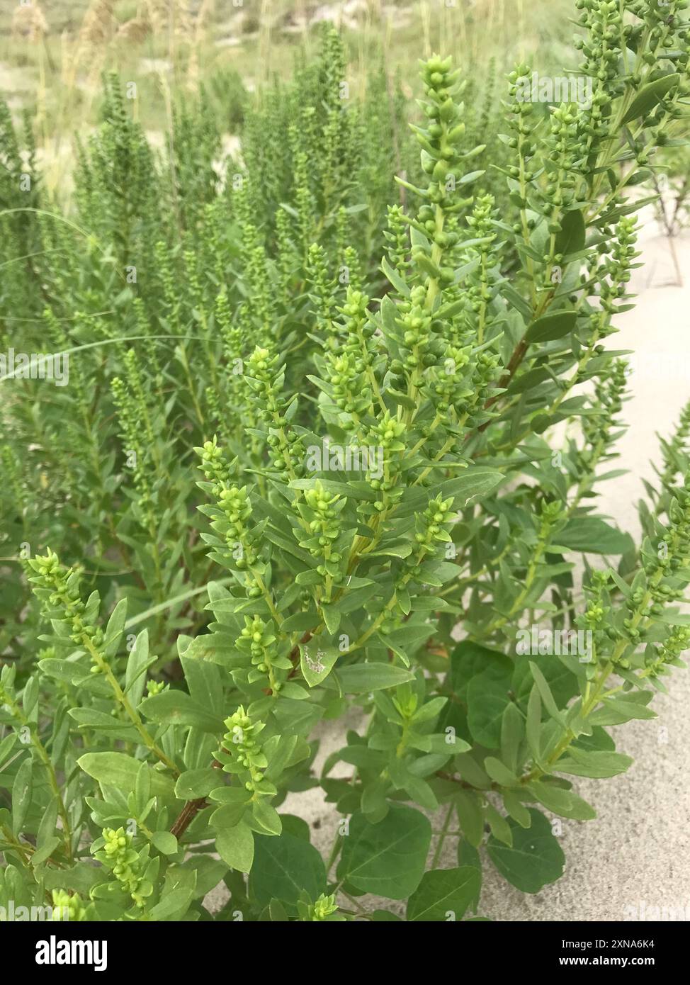 Dune Marsh-elder (Iva imbricata) Plantae Stock Photo - Alamy
